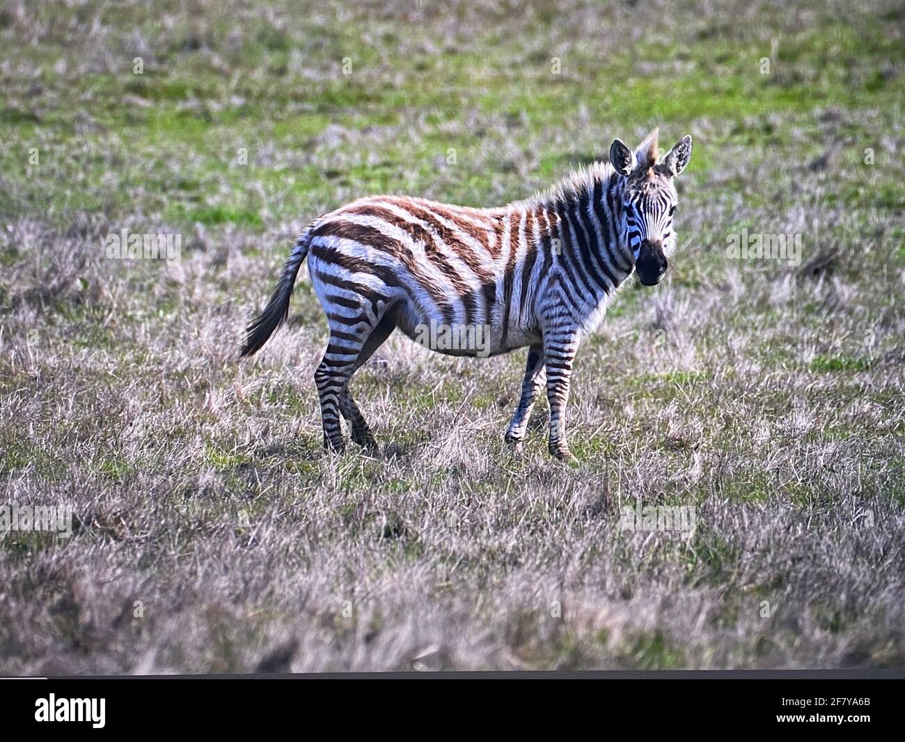 Zebras grazing with birds in San Simeon park, hearst castle, California ...