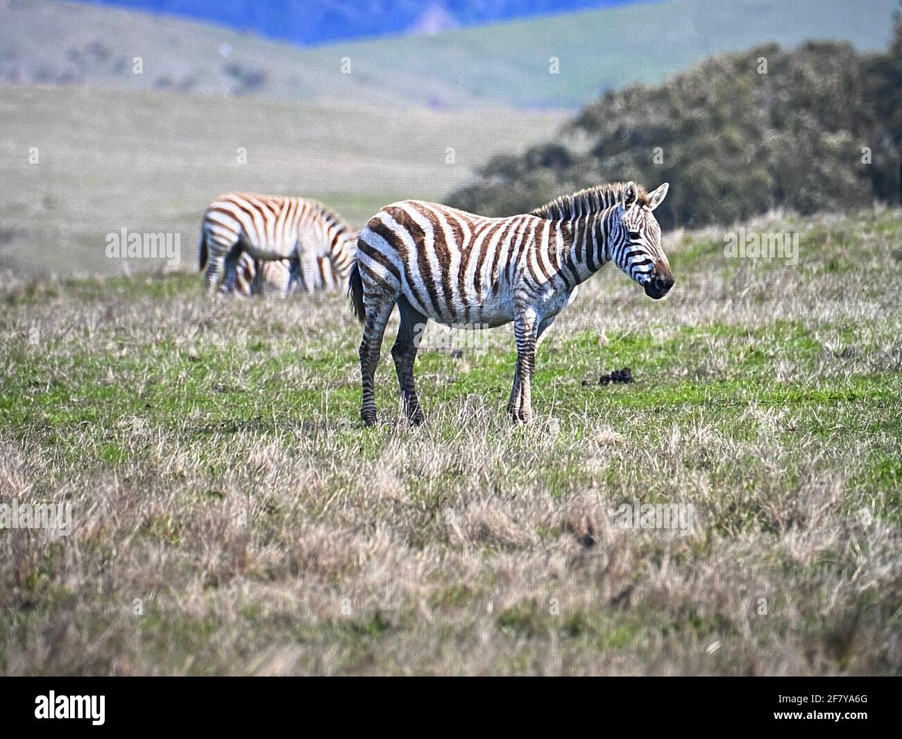 Zebras grazing with birds in San Simeon park, hearst castle, California ...