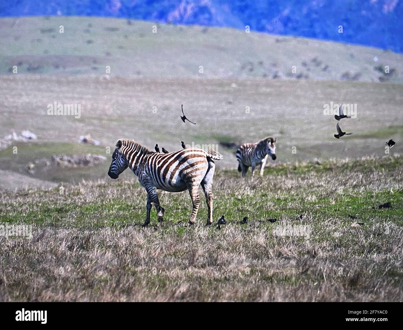 Zebras grazing with birds in San Simeon park, hearst castle, California ...