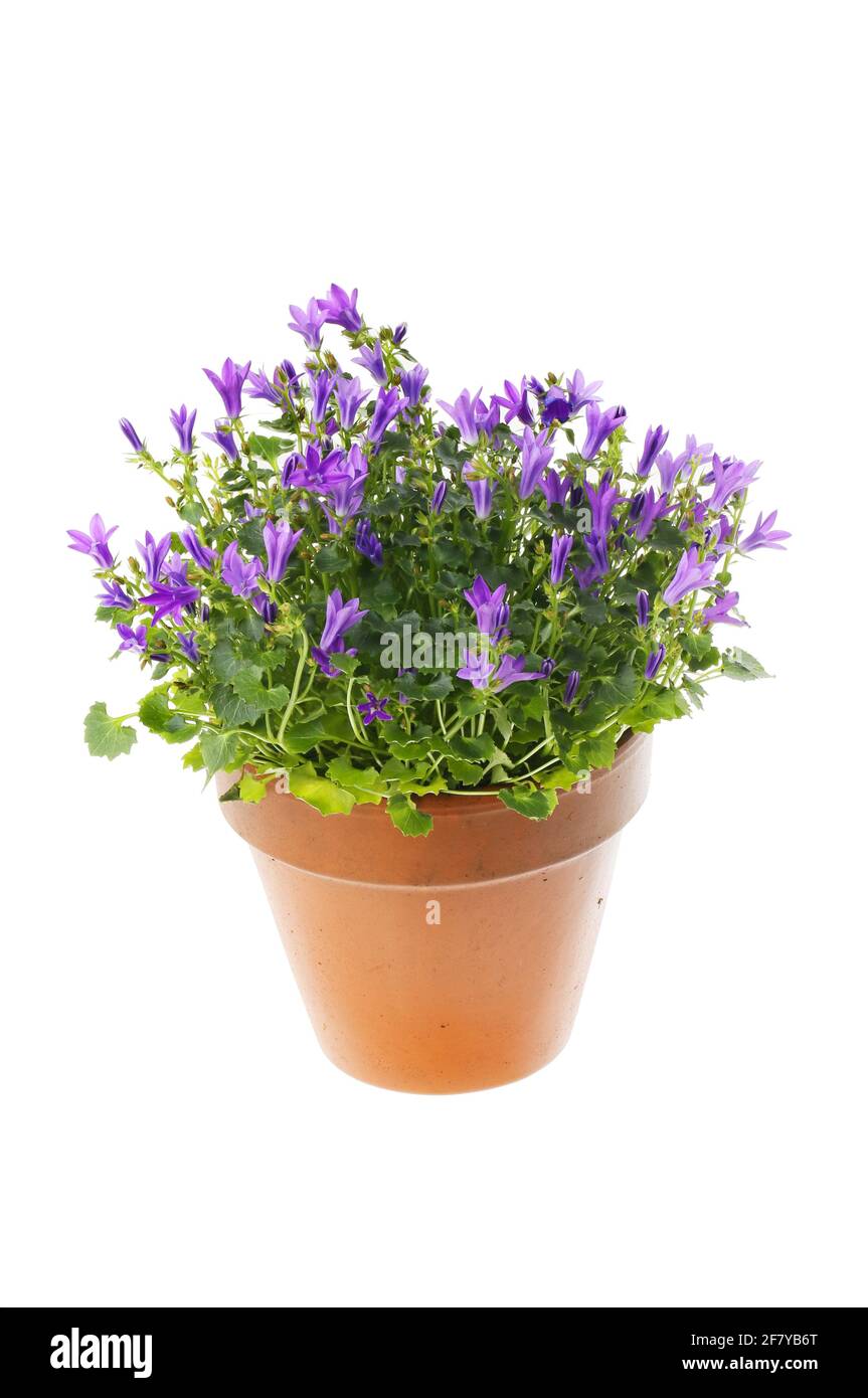 Campanula in a terracotta plant pot isolated against white Stock Photo ...