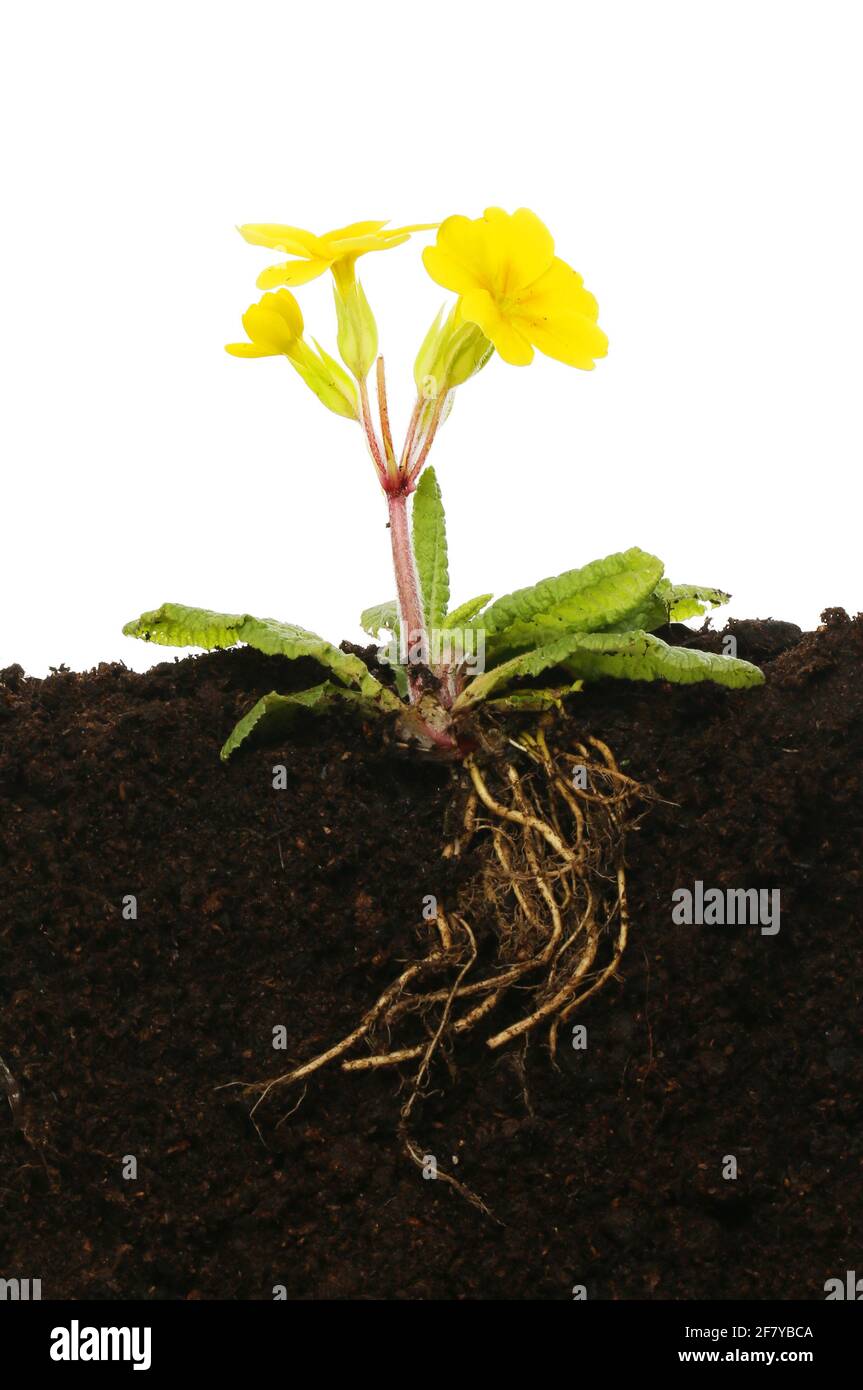 Flowering primrose plant with roote in soil against white background ...