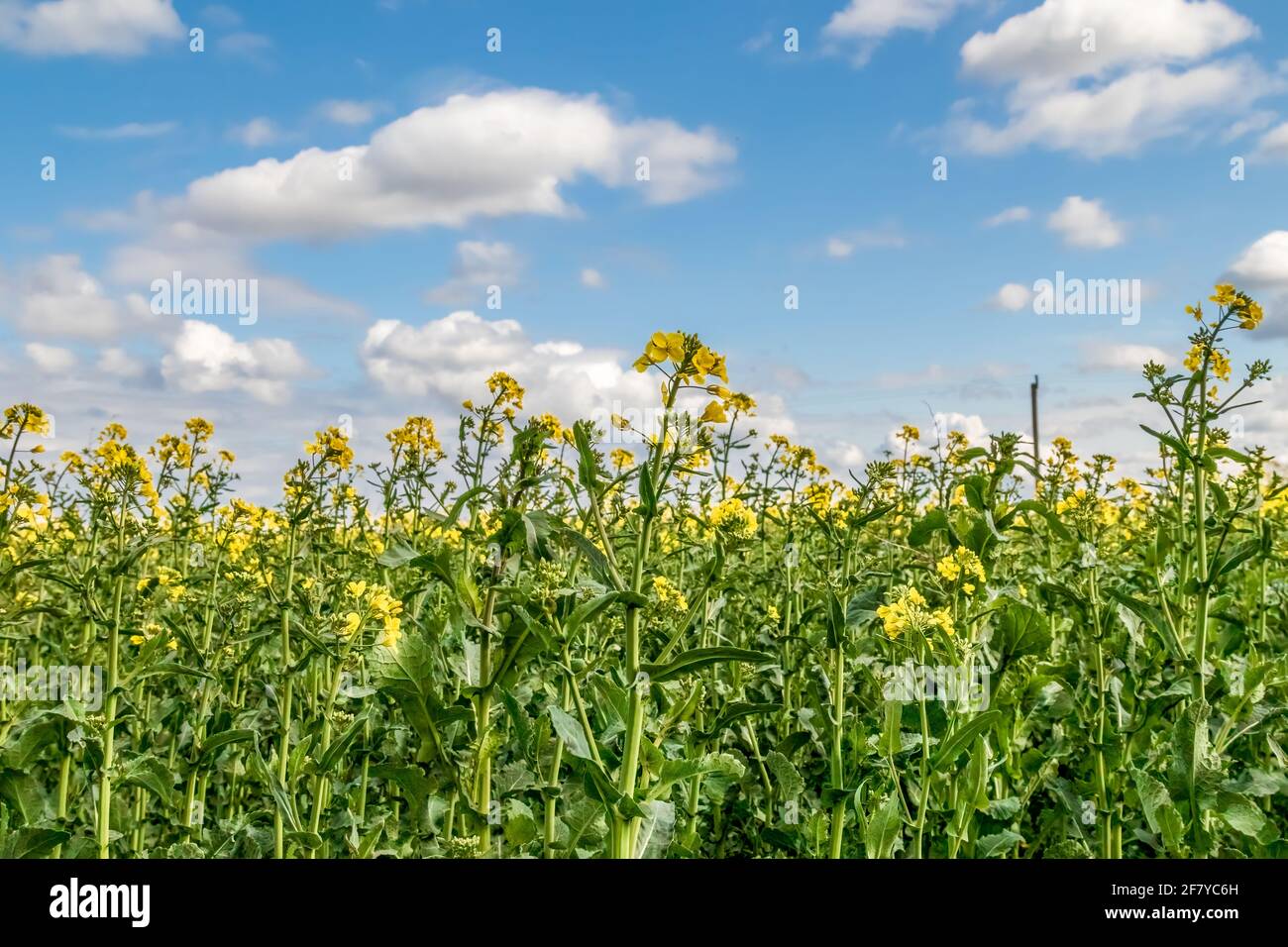 Bright yellor rape seed field set against a blue sky with space for ...
