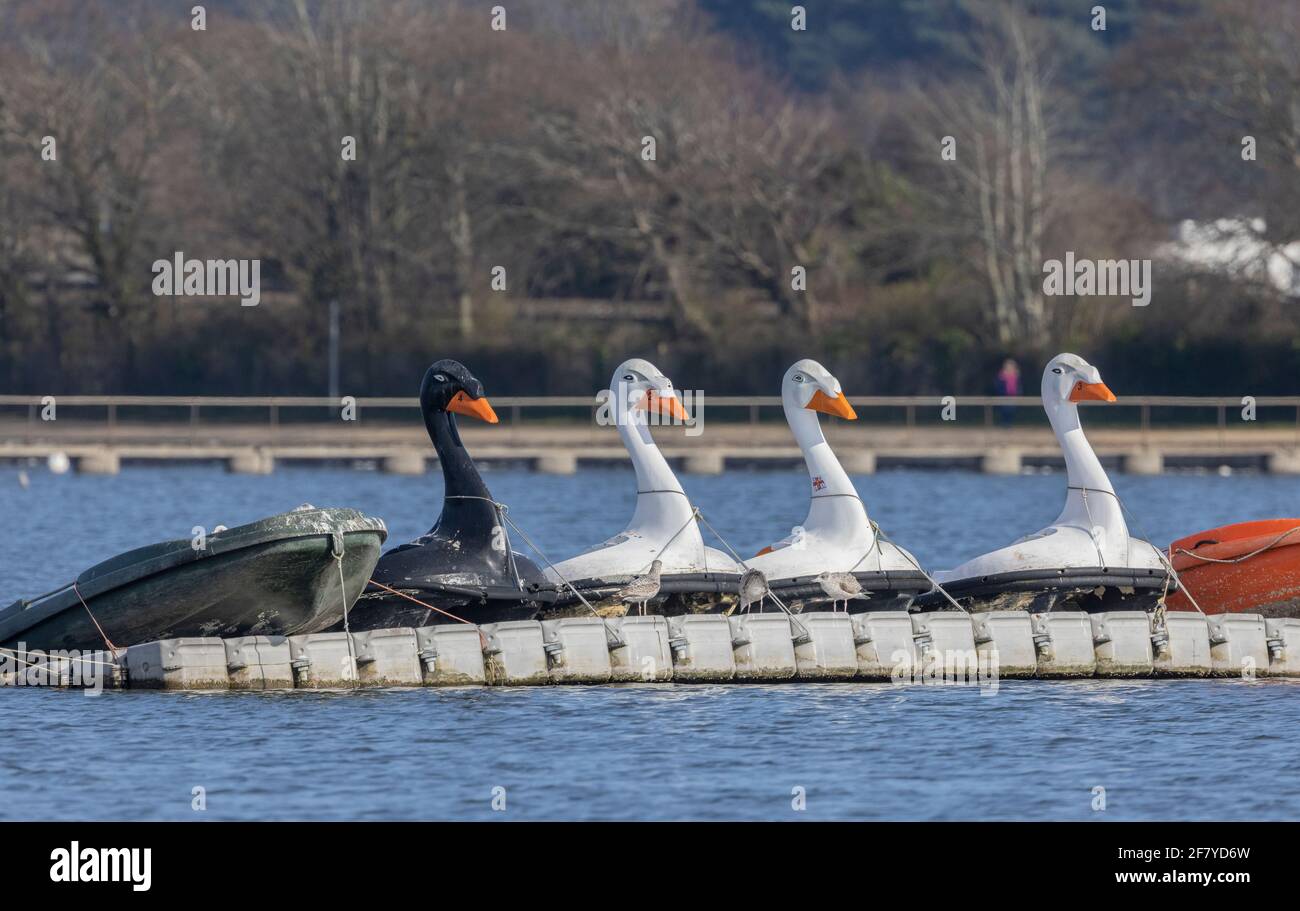 Pedalo Boats High Resolution Stock Photography and Images - Alamy