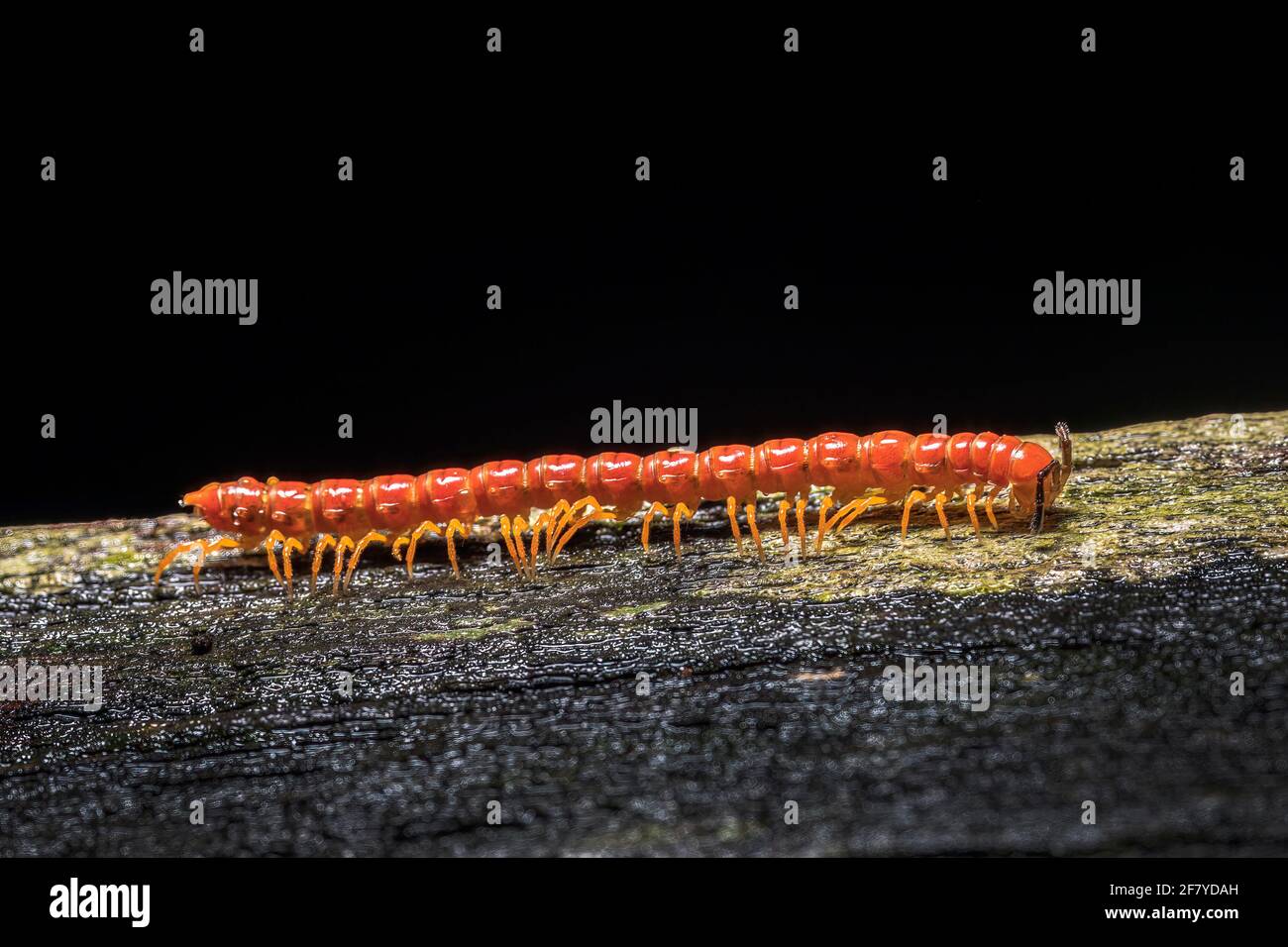 Rainforest centipede hi-res stock photography and images - Alamy