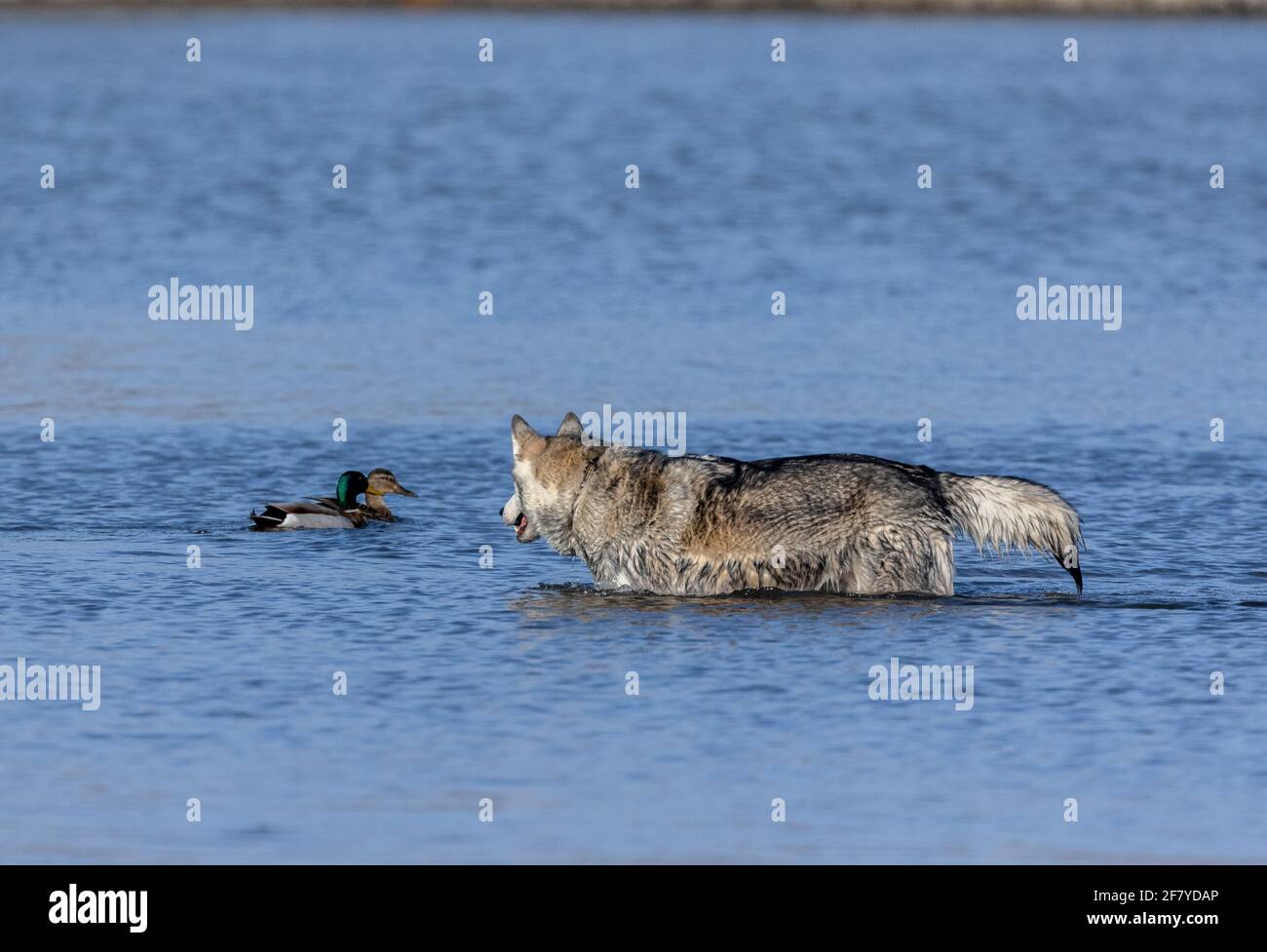 Poole Park High Resolution Stock Photography and Images - Alamy