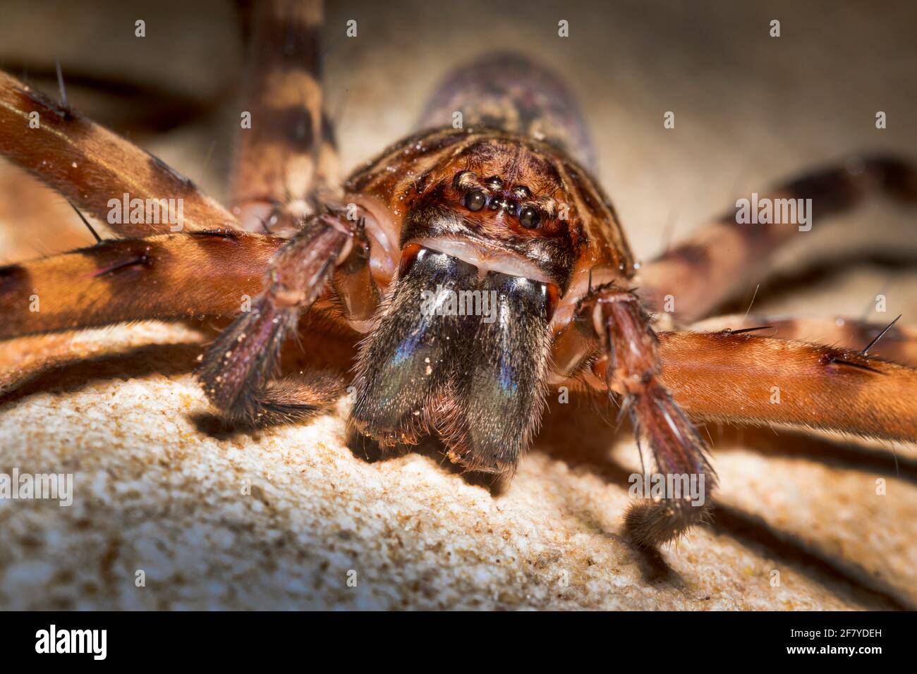 Huntsman spider hi-res stock photography and images - Alamy