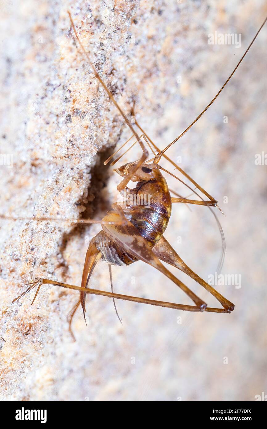 Cave cricket hi-res stock photography and images - Alamy