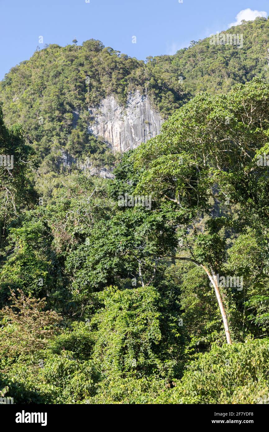 Limestone cliffs in rainforest near Deer Cave, Mulu, Malaysia Stock ...