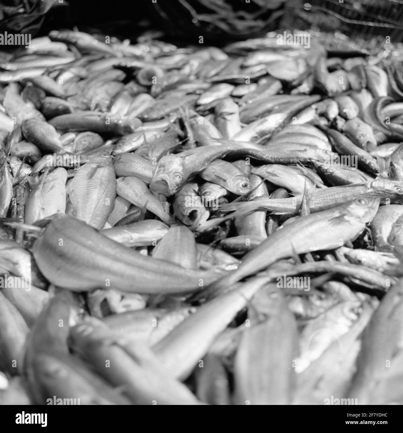 Fishing inspection in the North Sea with the frigate of predator class ...