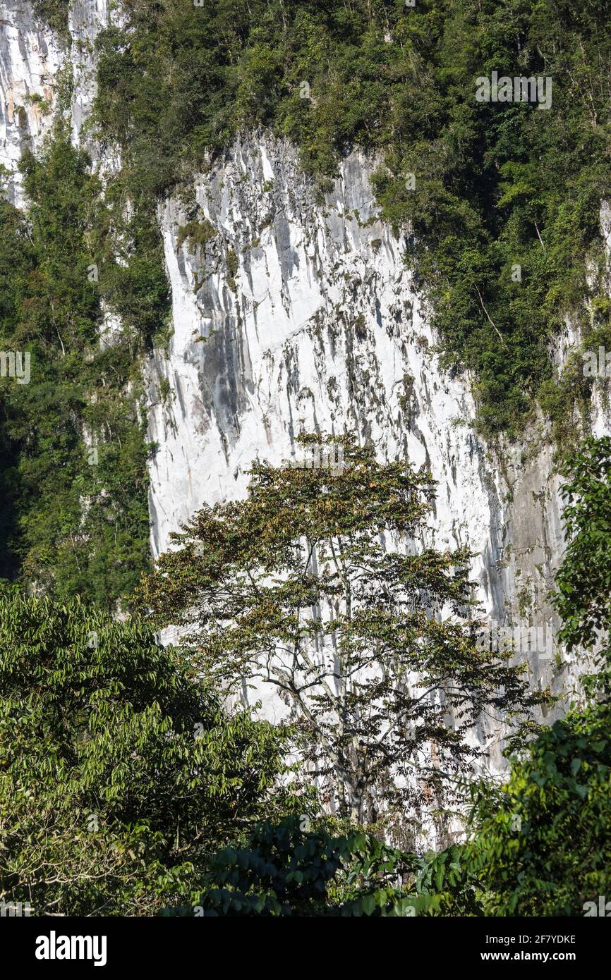 Limestone cliffs in rainforest near Deer Cave, Mulu, Malaysia Stock ...