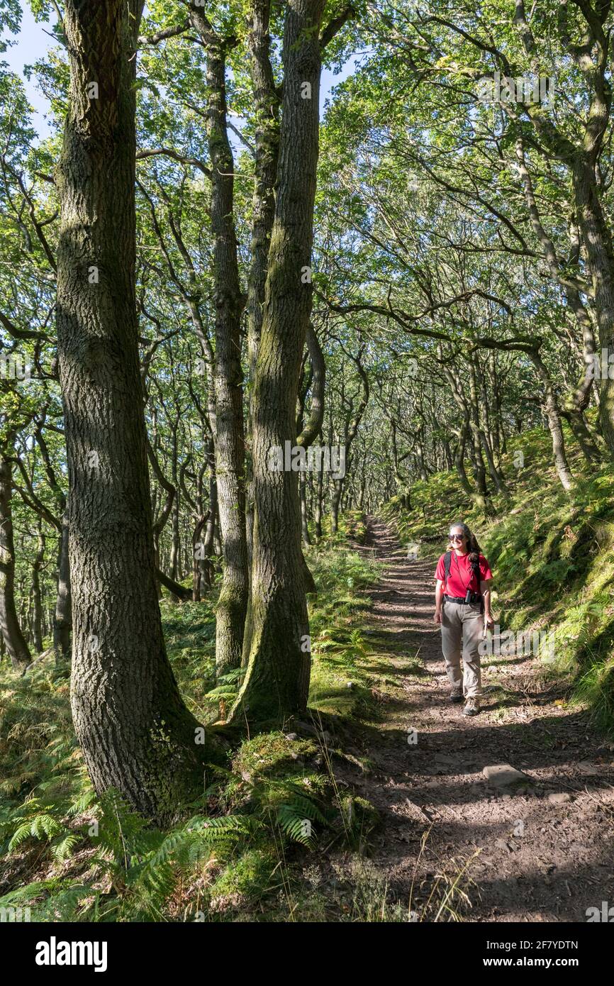 Woman walking on forest track, the Deri near Abergavenny, Wales, UK ...