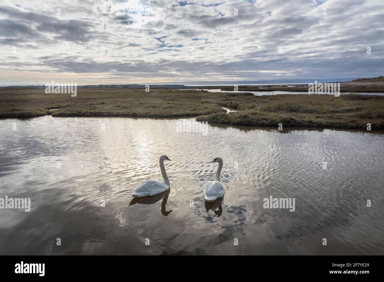 In saltmarsh hi-res stock photography and images - Alamy