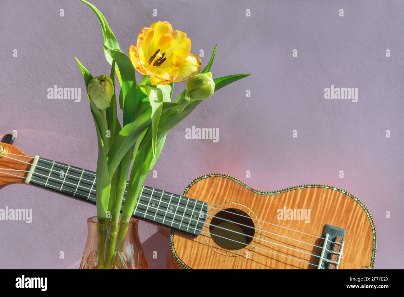 A bouquet of beautiful tulips on a lilac background and a fragment of a ...