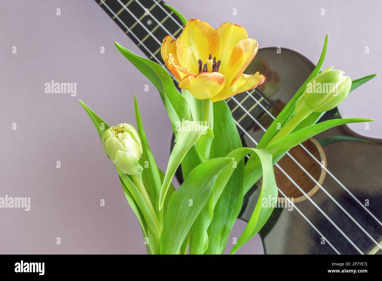 A bouquet of beautiful tulips on a lilac background and a fragment of a ...