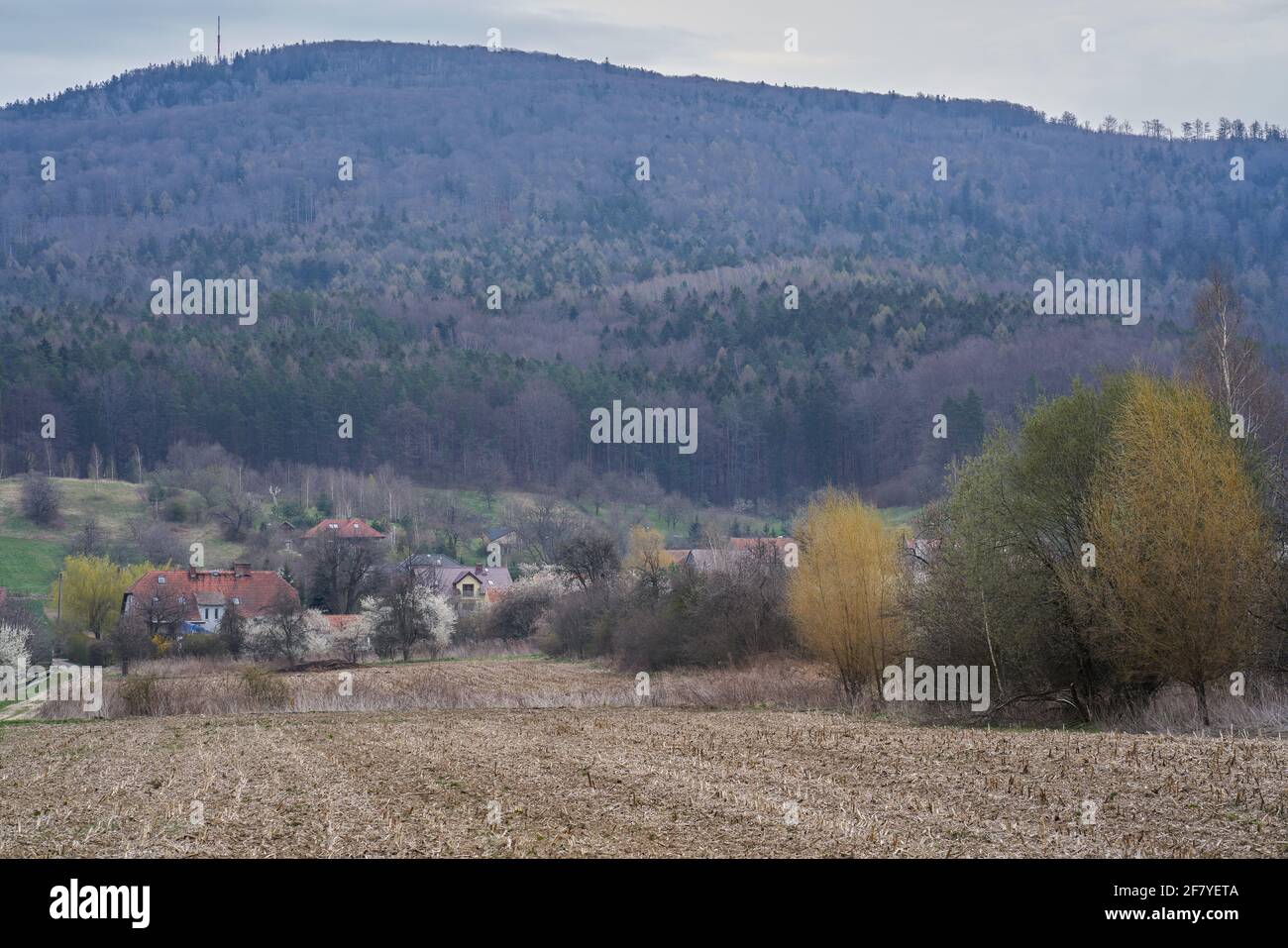 Early spring rural lower silesian landscape with blooming trees and ...
