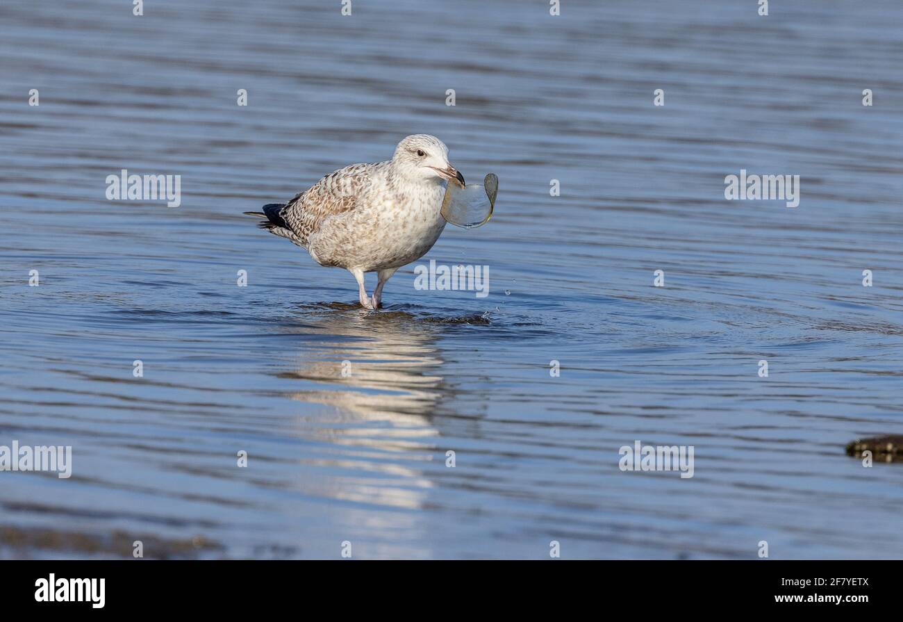 Immature herring gull, Larus argentatus, looking for food (but finding ...