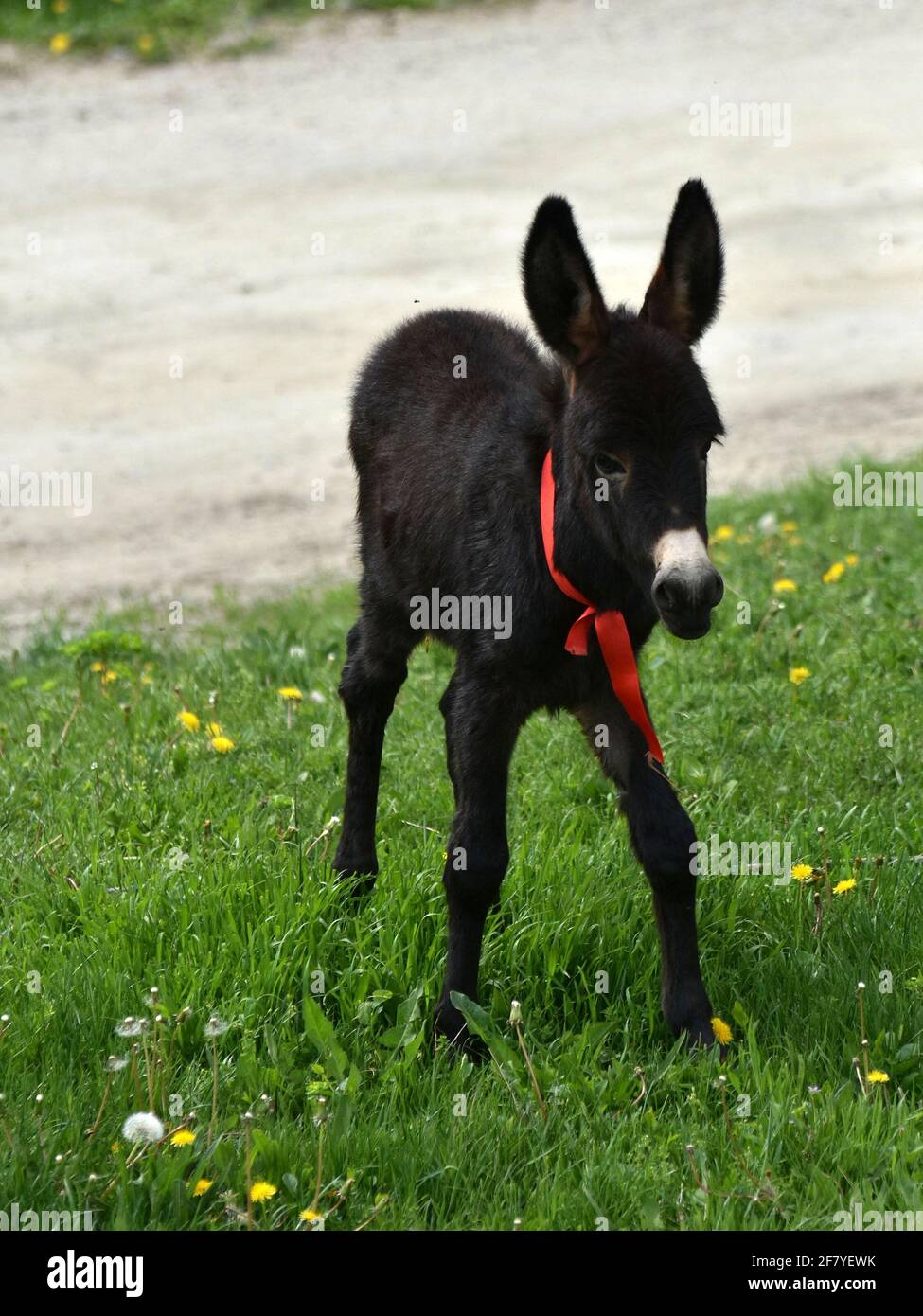 Little donkey with a red ribbon around his neck, grazing the grass ...