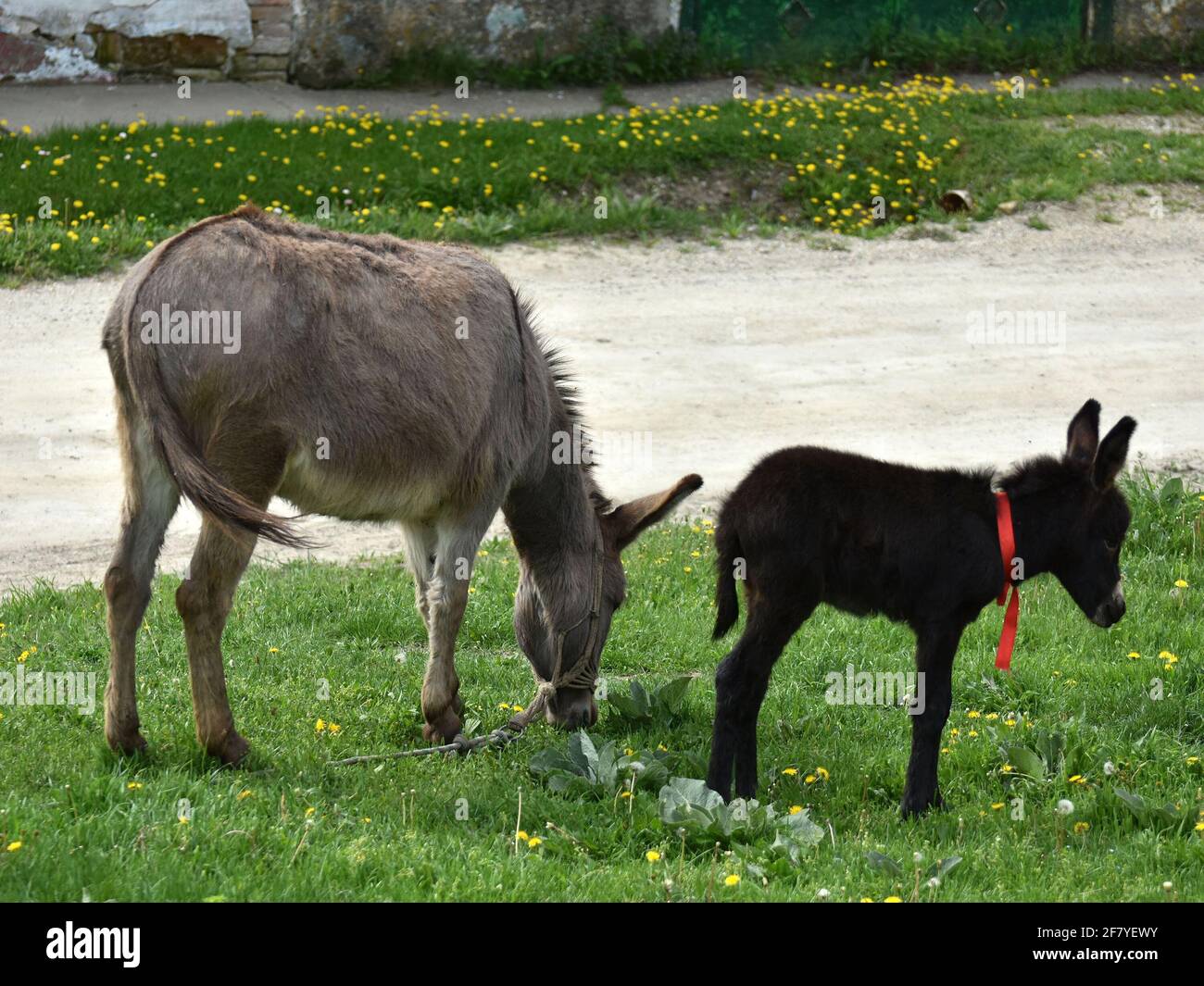 Black donkey hi-res stock photography and images - Alamy