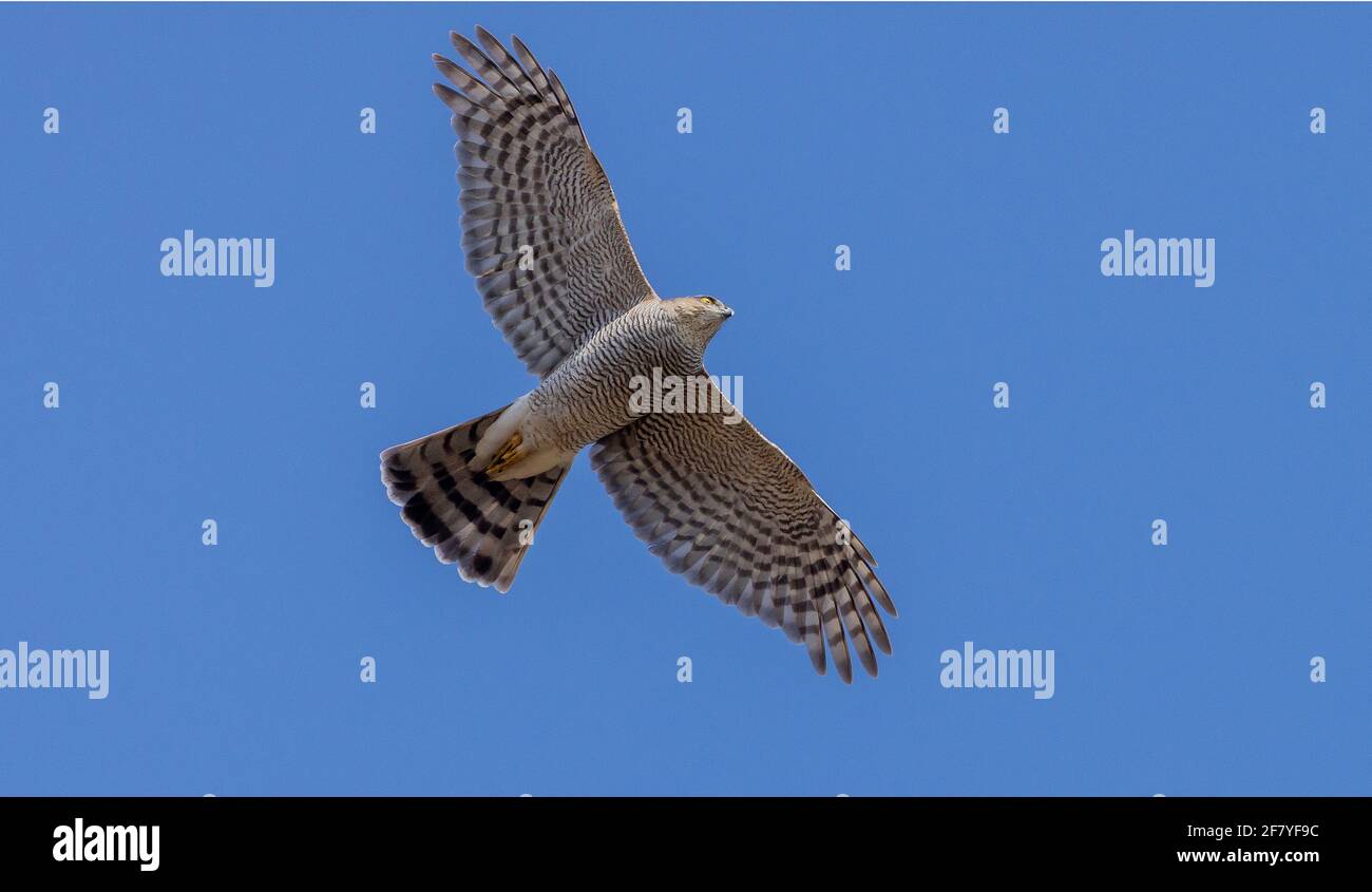 Female sparrowhawk, Accipiter nisus, in flight, seen from below. Dorset ...