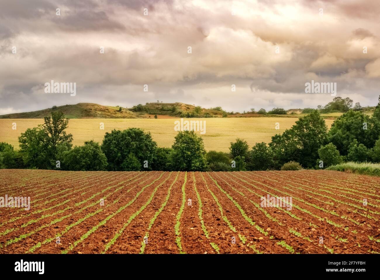 Field sown with small sunflowers with green trees in the background ...