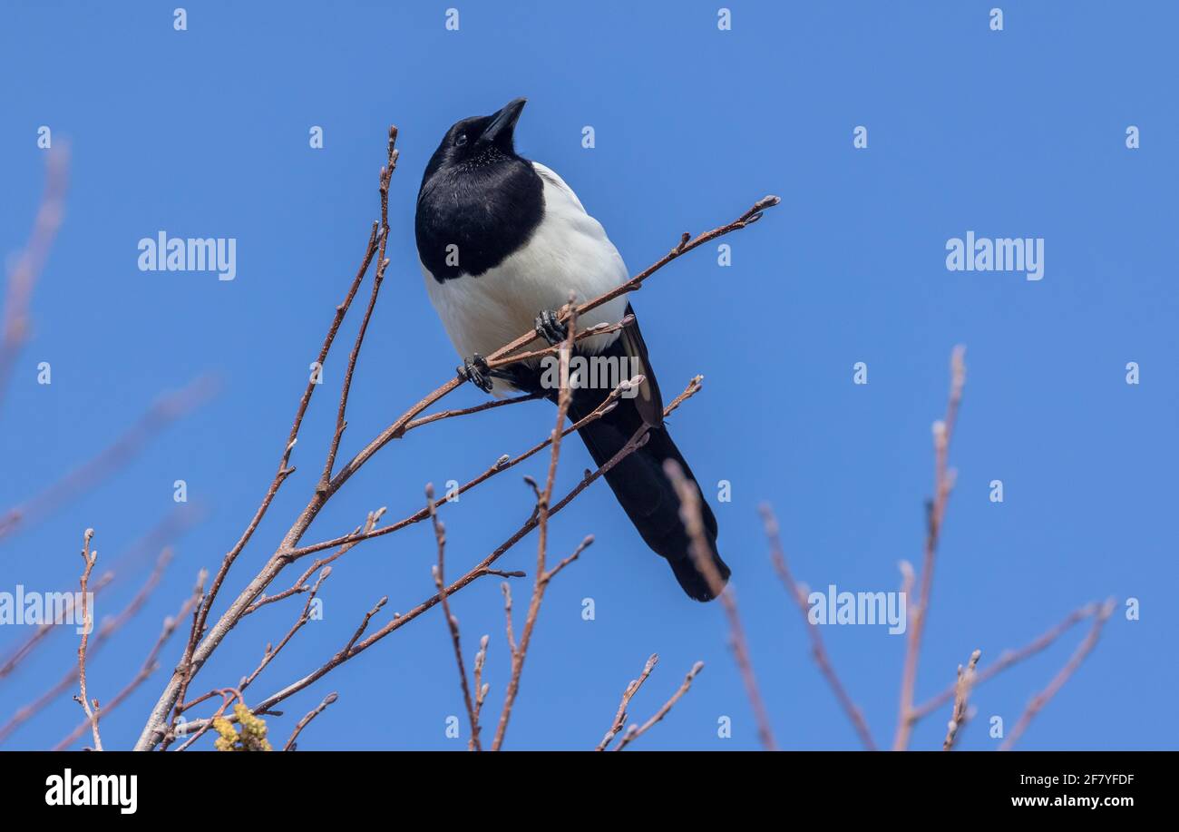 Magpie watching hi-res stock photography and images - Alamy