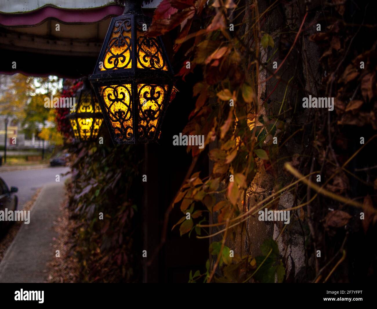 Vines in golden light hi-res stock photography and images - Alamy