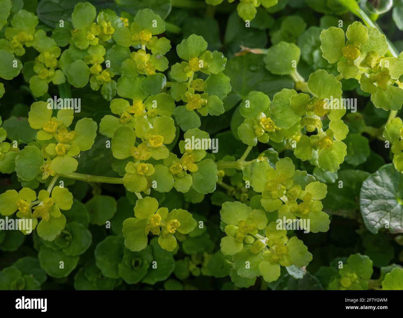 Streamside shade hi-res stock photography and images - Alamy