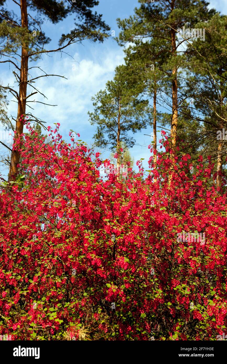 Ribes sanguineum Koja flowering shrubs Stock Photo - Alamy