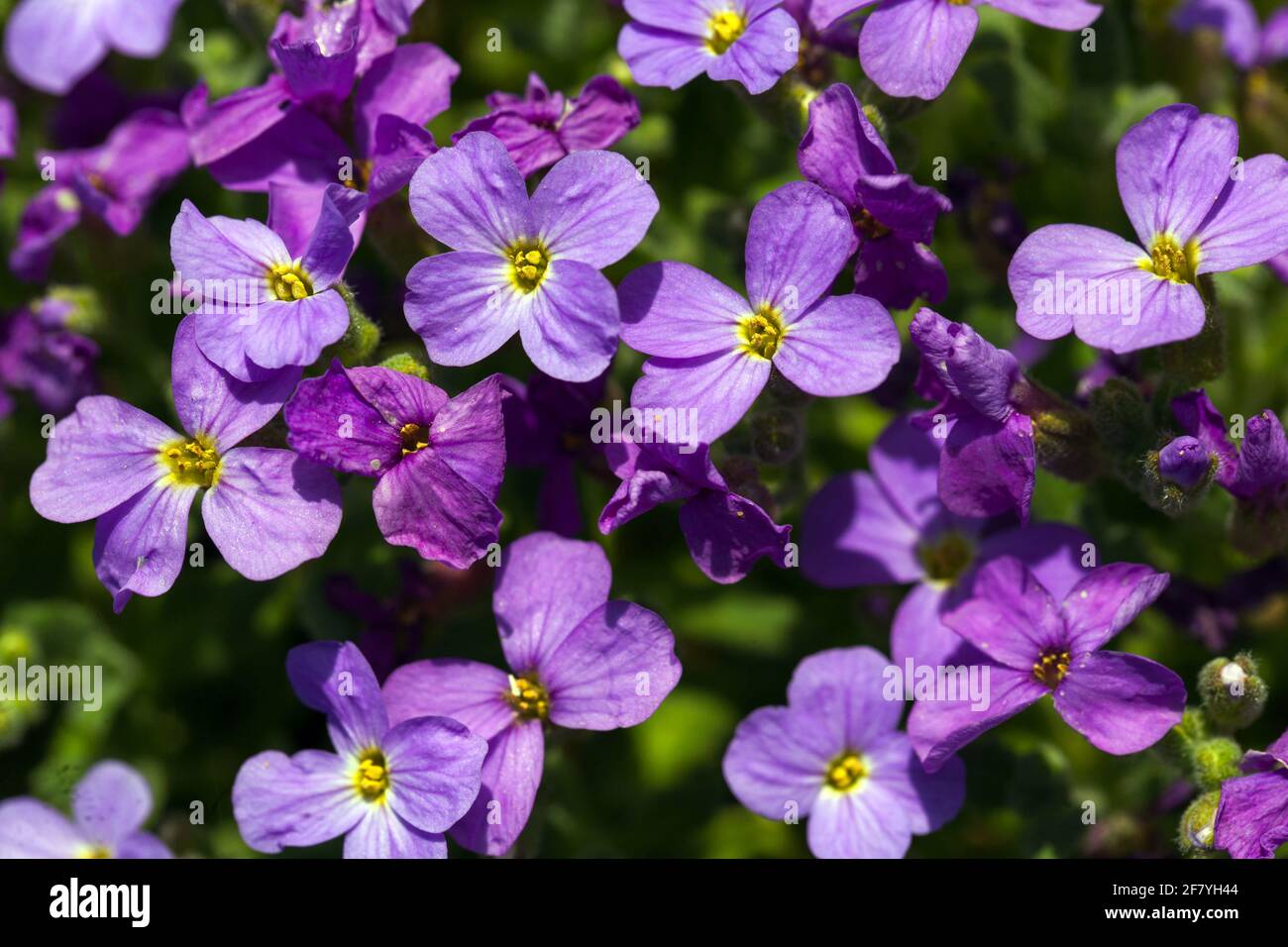 Aubrieta Grandiflora close-up flower heads Stock Photo - Alamy