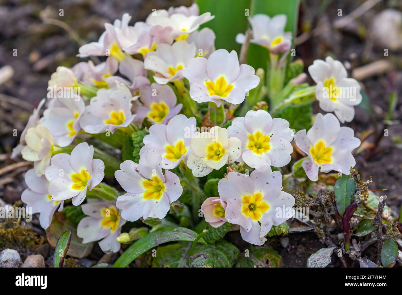 A bush of soft pink primrose on the ground with some green plants in ...
