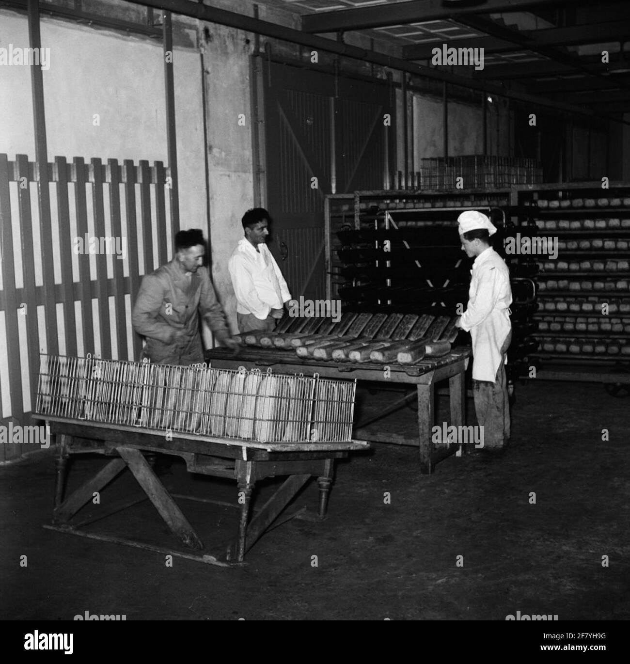 Large-scale production of breads in a factory. In addition to using ...