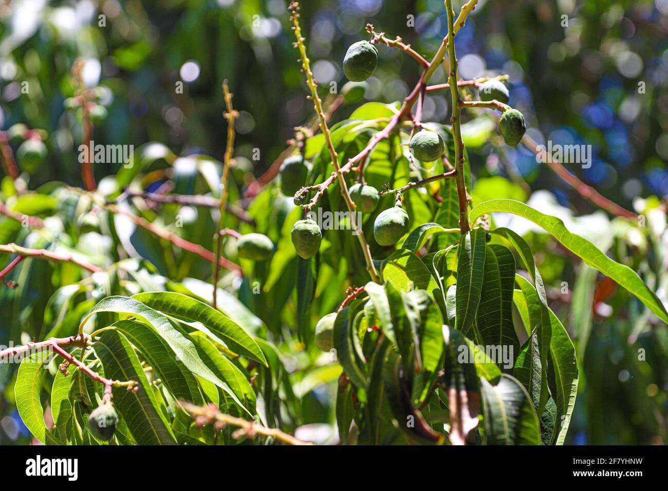Brote de mango hi-res stock photography and images - Alamy