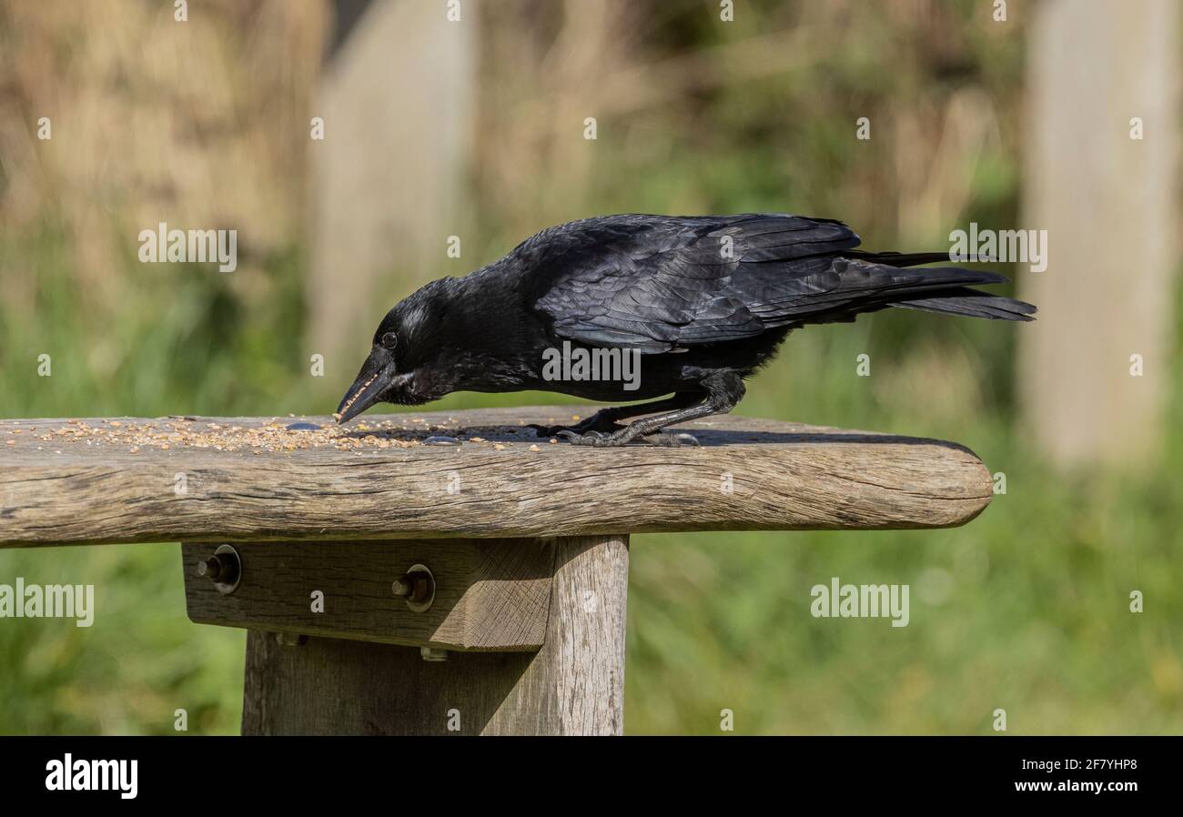 Carrion crow, Corvus corone, feeding on bird seed - with a beak full of ...