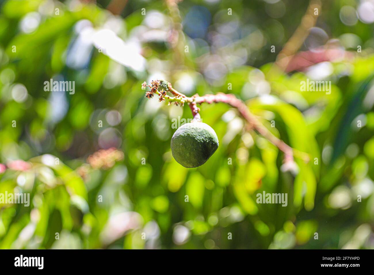 Sprout of small mango fruits, mangoes, mango tree (Photo by Luis ...