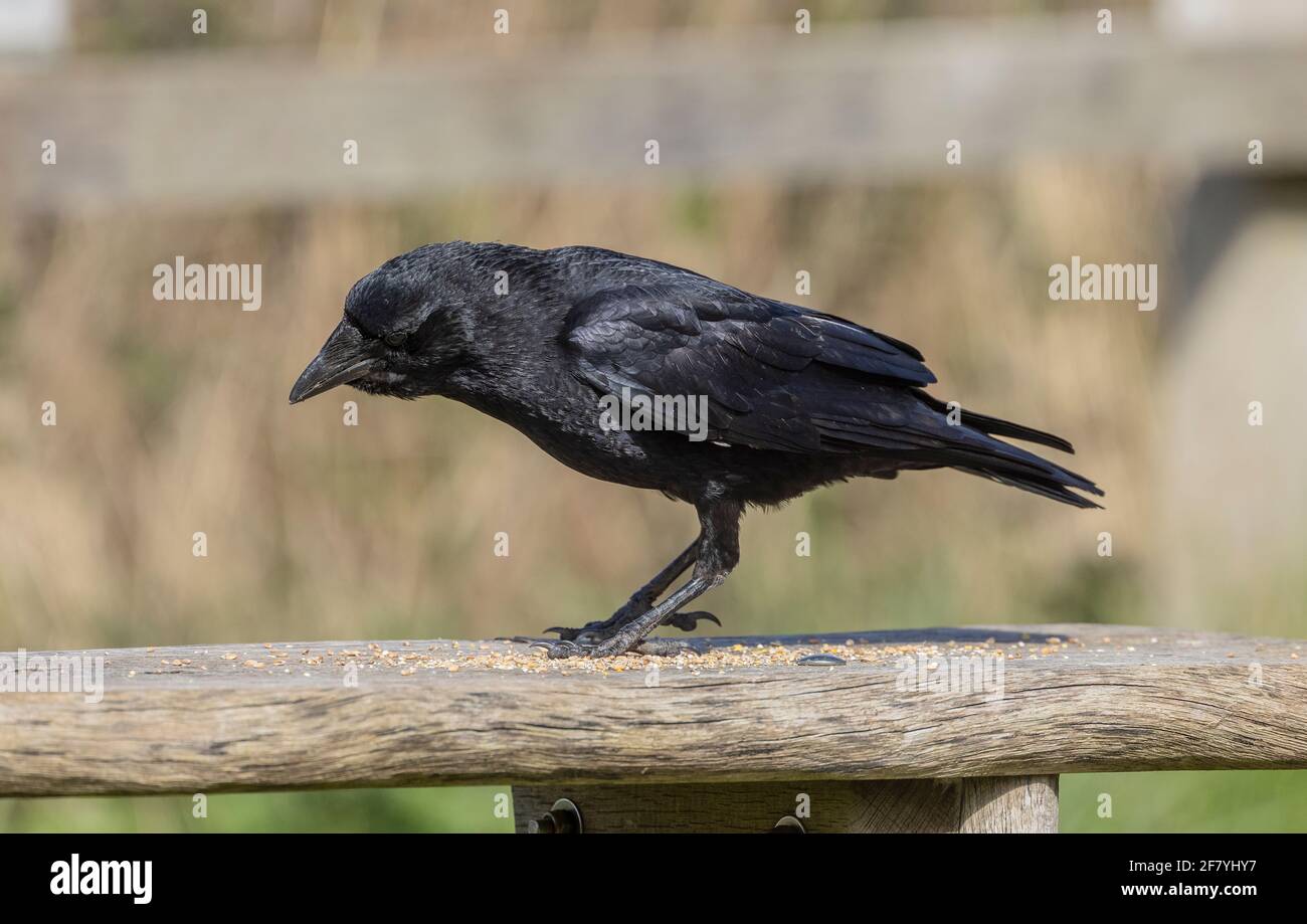Carrion crow, Corvus corone, feeding on bird seed on bench, Lodmoor ...