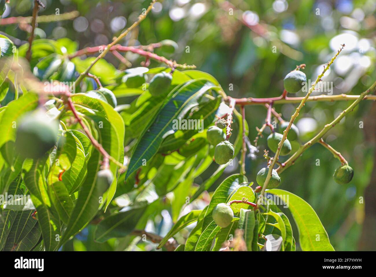 Sprout of small mango fruits, mangoes, mango tree (Photo by Luis ...
