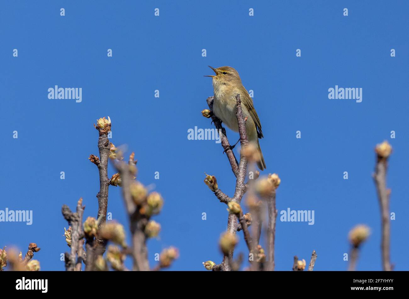 Chiff chaff bird hi-res stock photography and images - Alamy