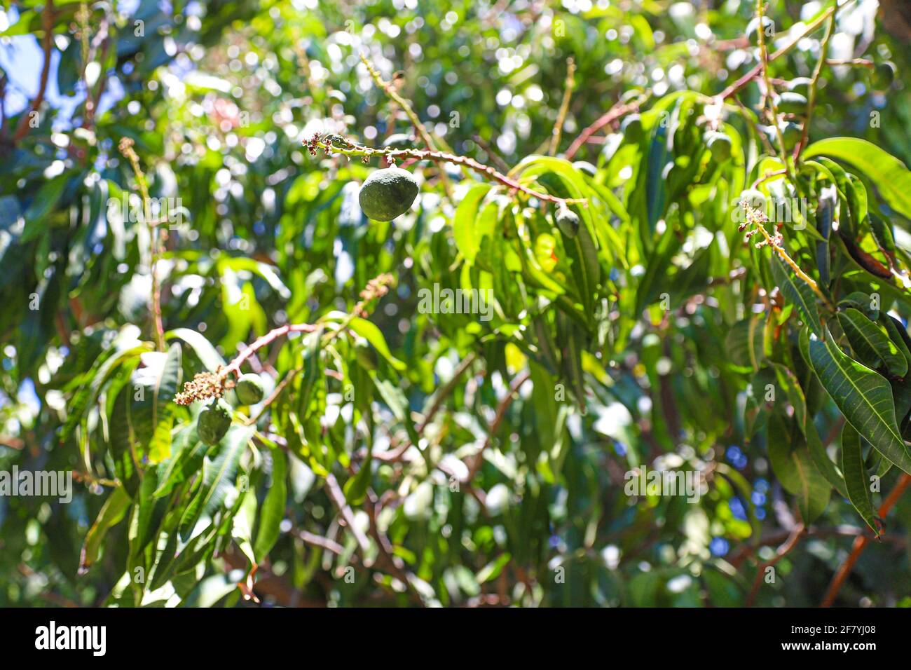 Sprout of small mango fruits, mangoes, mango tree (Photo by Luis ...