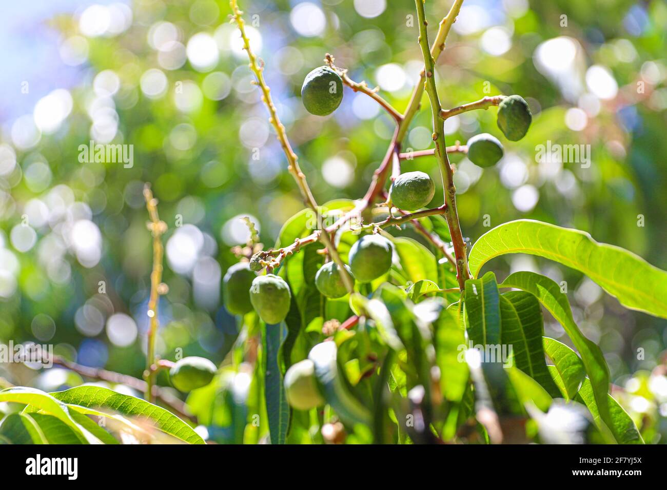 Sprout of small mango fruits, mangoes, mango tree (Photo by Luis ...