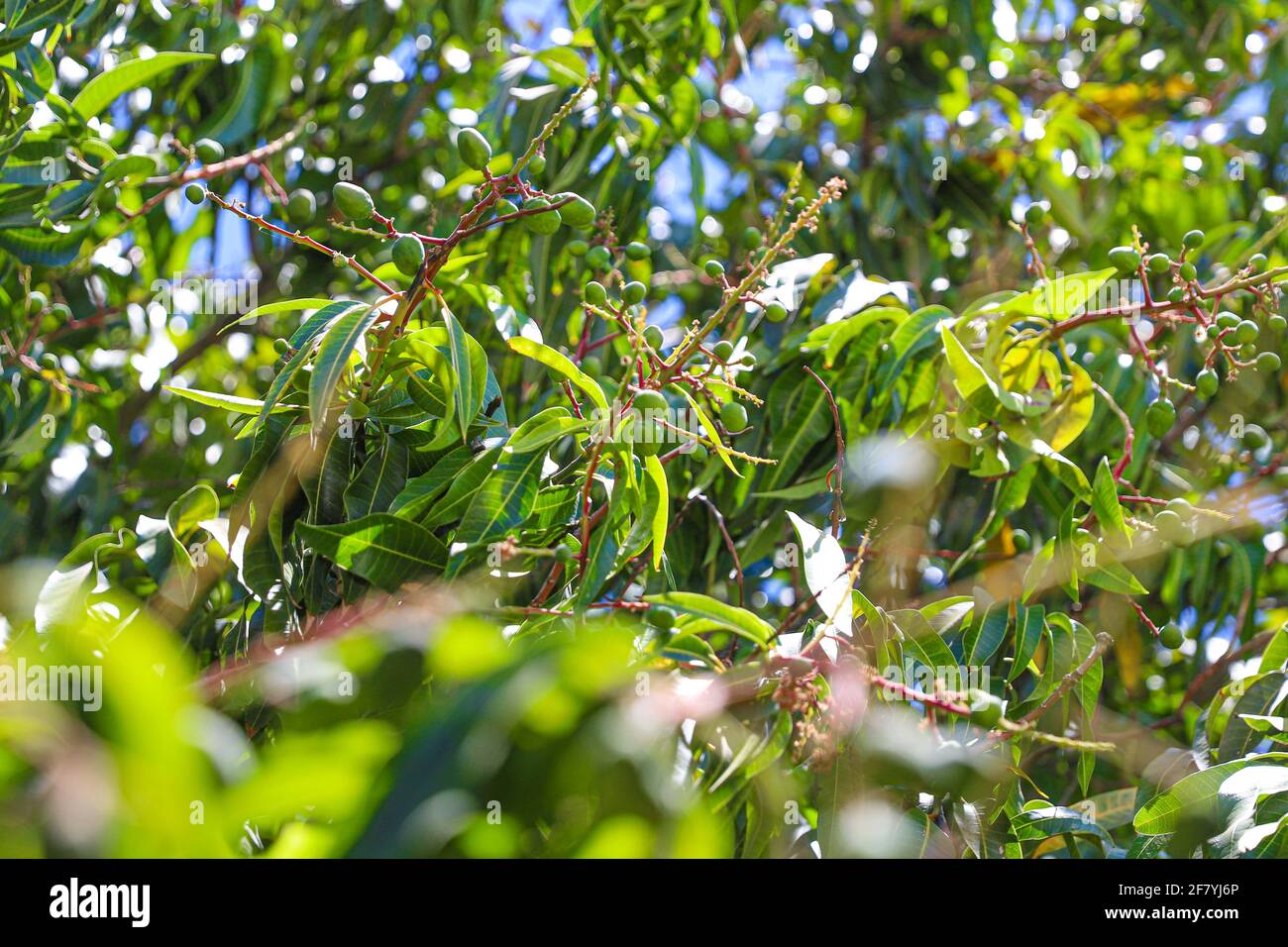 Sprout of small mango fruits, mangoes, mango tree (Photo by Luis ...