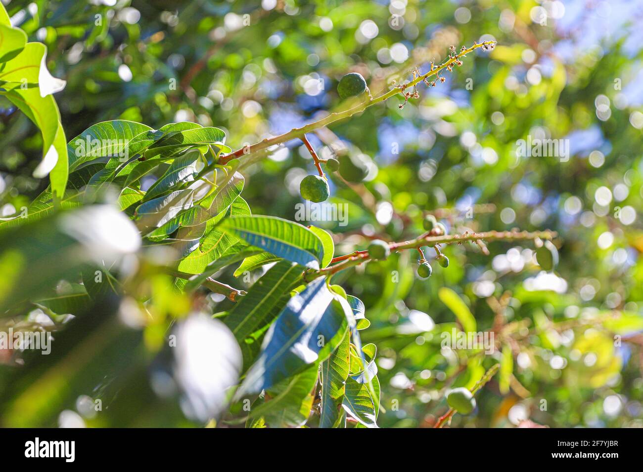 Sprout of small mango fruits, mangoes, mango tree (Photo by Luis ...