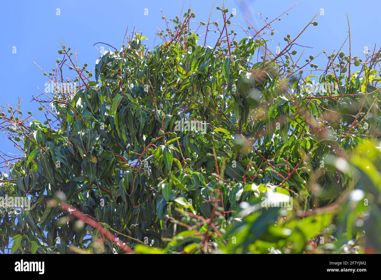 Sprout of small mango fruits, mangoes, mango tree (Photo by Luis ...
