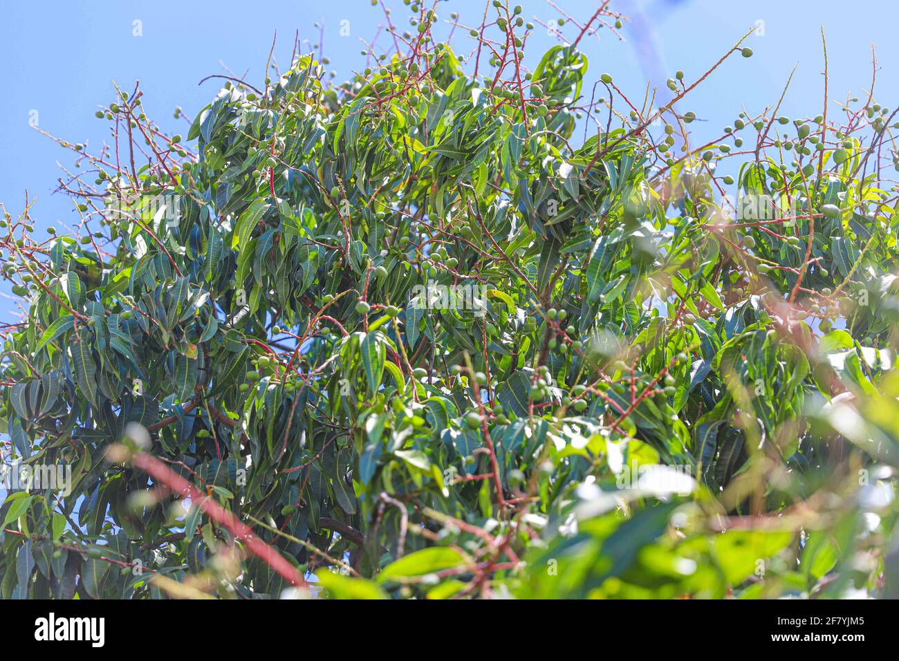 Sprout of small mango fruits, mangoes, mango tree (Photo by Luis ...