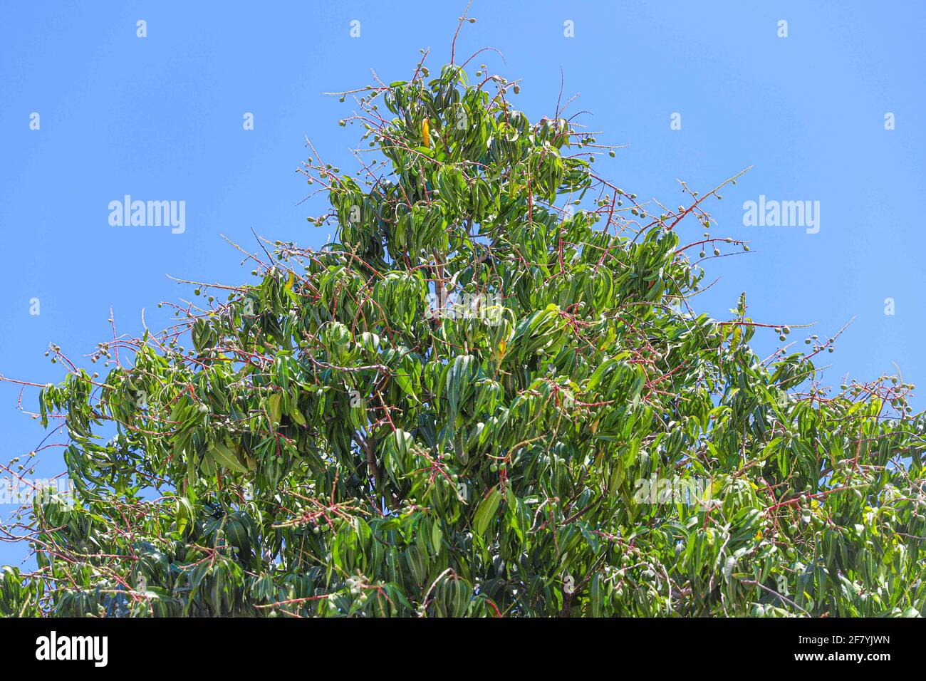 Sprout of small mango fruits, mangoes, mango tree (Photo by Luis ...