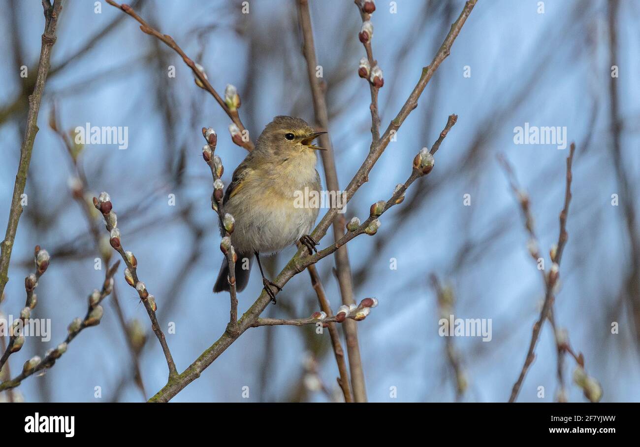 Male Common chiffchaff, Phylloscopus collybita, singing in willow bush ...