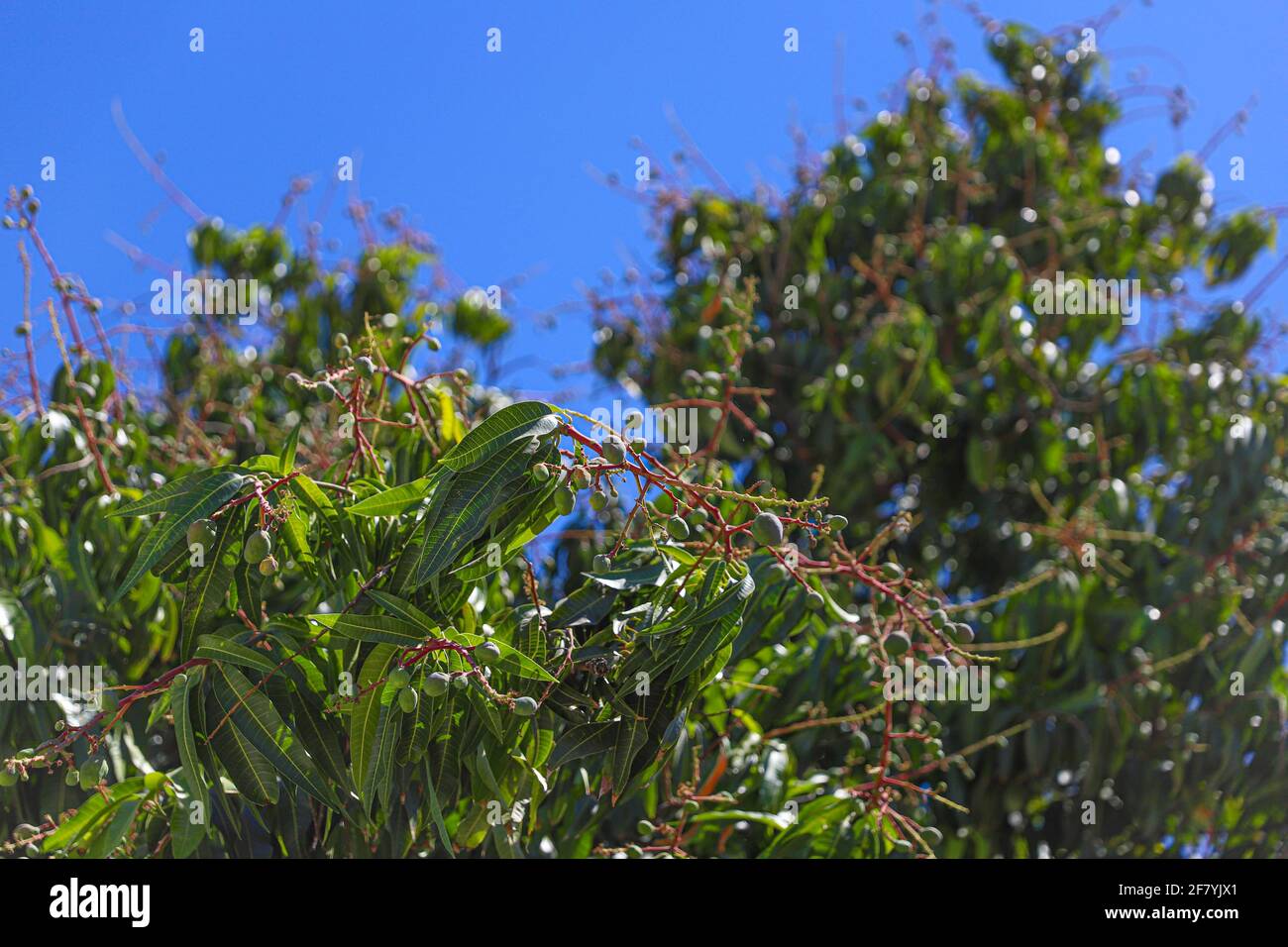 Sprout of small mango fruits, mangoes, mango tree (Photo by Luis ...
