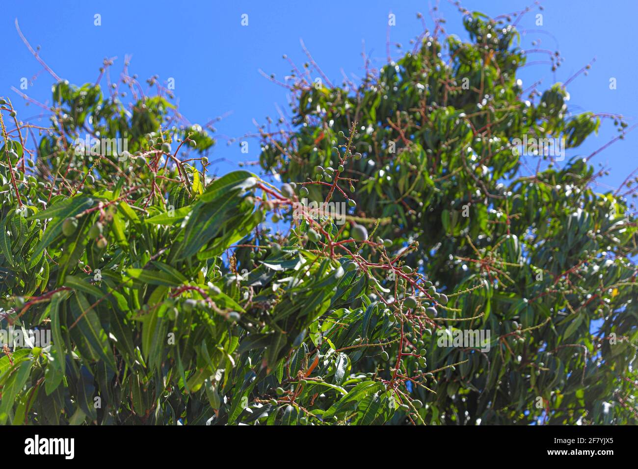 Sprout of small mango fruits, mangoes, mango tree (Photo by Luis ...
