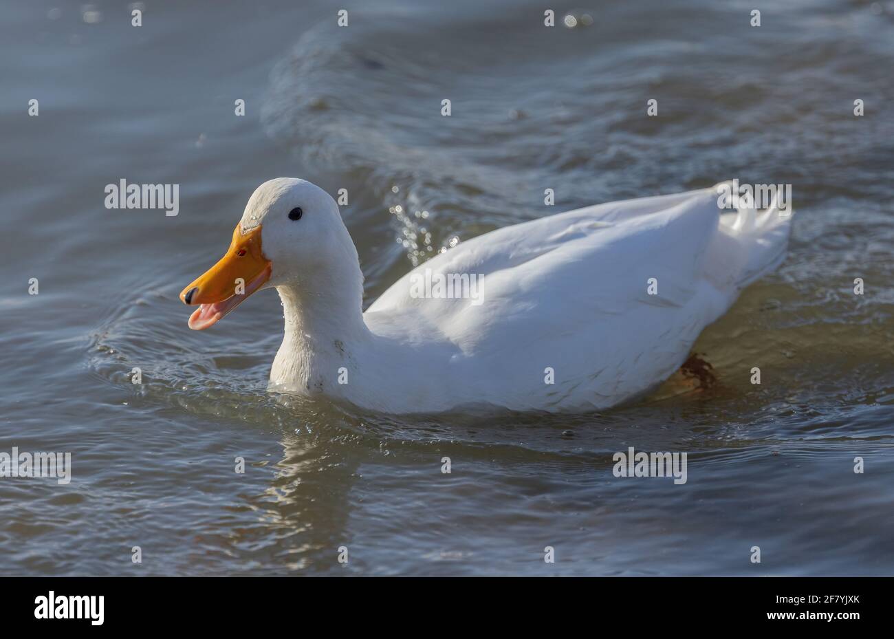 Aylesbury Duck, or hybrid, naturalised at Lodmoor, Dorset Stock Photo ...