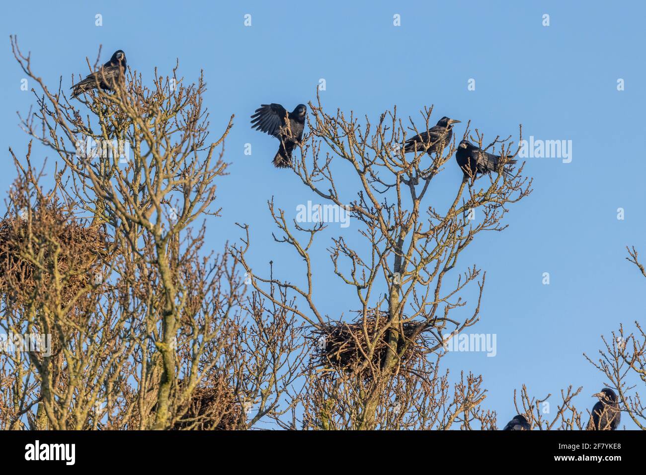 Rooks in rookery in single old oak, on the edge of the Blackmore Vale ...