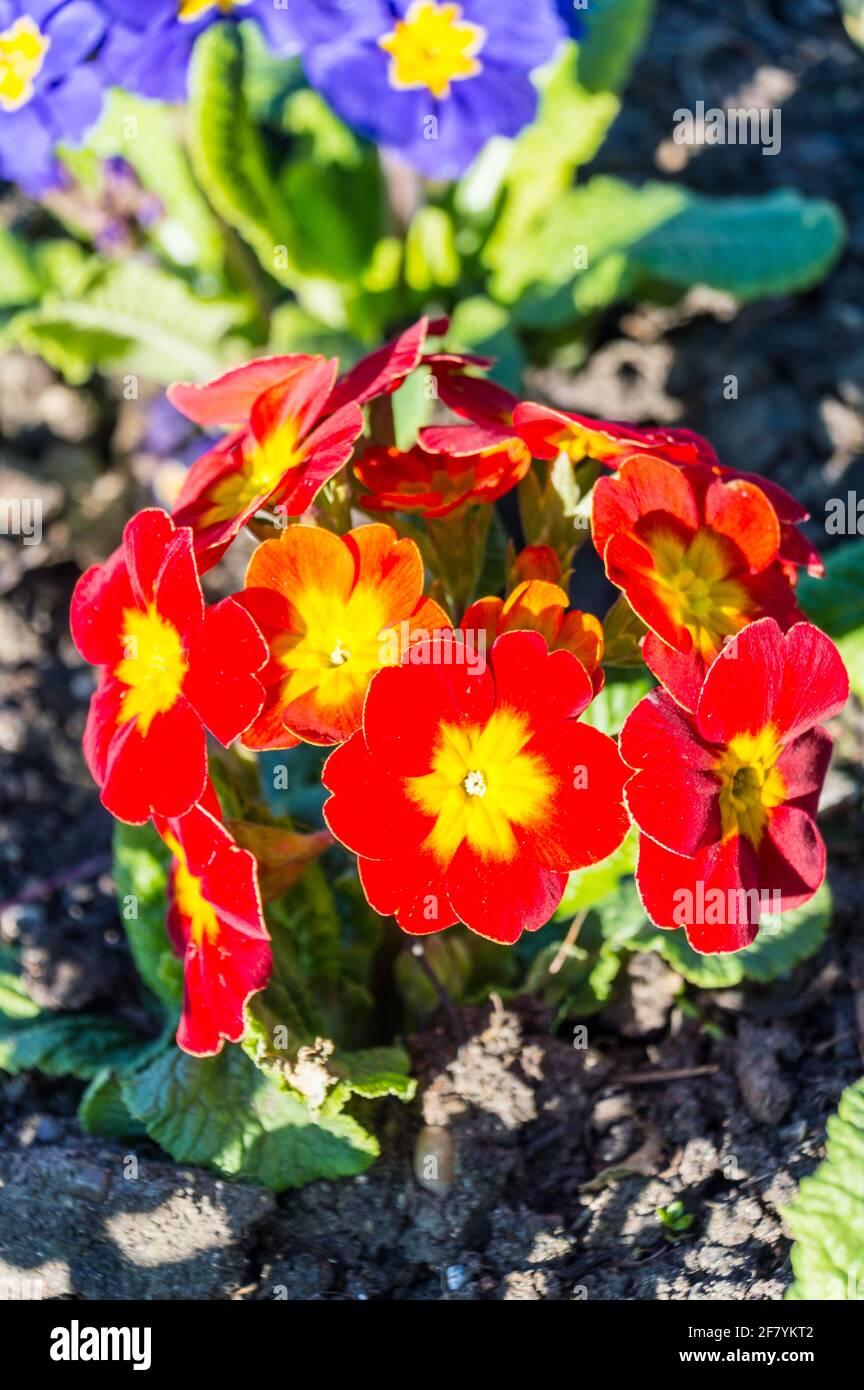 Benjamin disraeli and primrose hi-res stock photography and images - Alamy